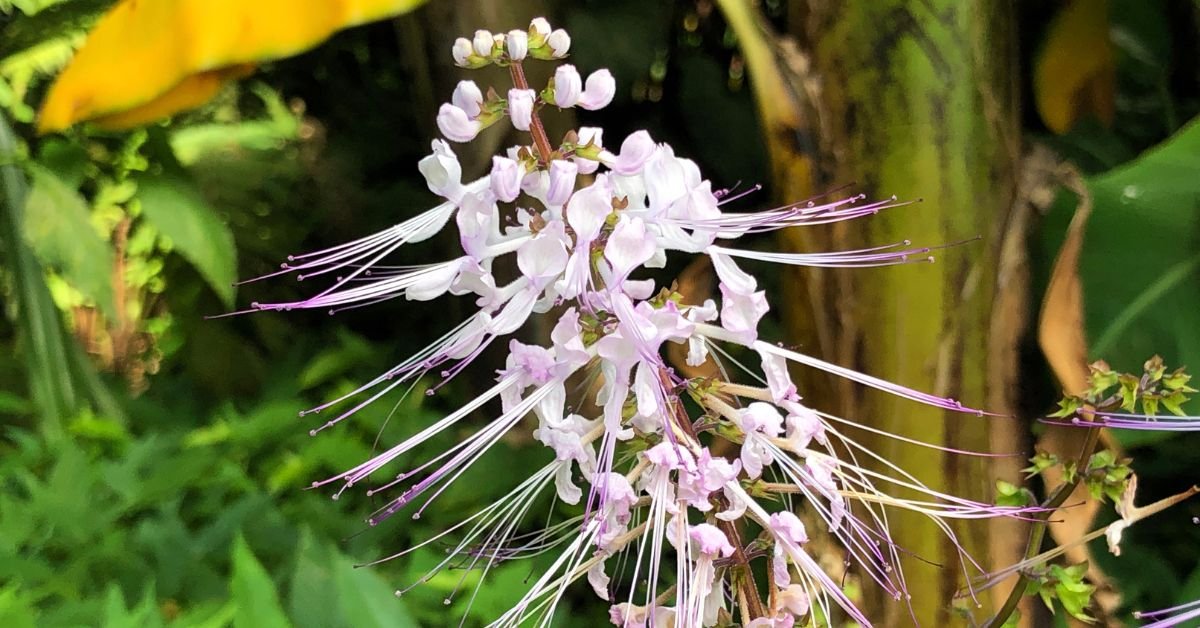 Benefits of Misai Kucing - Paris & UK Award-Winning Malaysian Caffeine ...