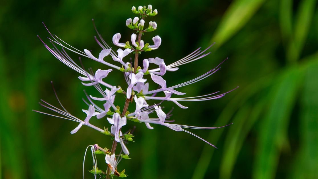 Other Health Benefits of Misai Kucing Tea - RhymbaHillsTea.com